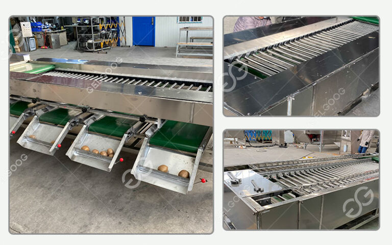 Size Peeled Garlic Grading Machine For Sale